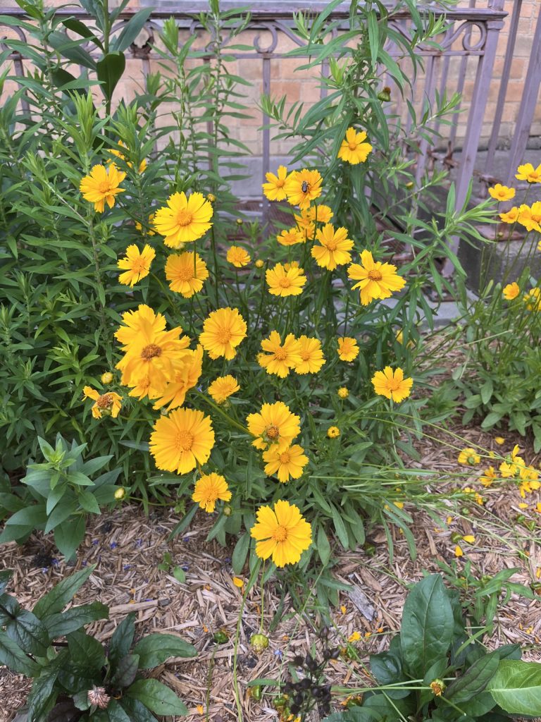 Keep it native: Native plants benefit local ecosystem - Herald-Standard